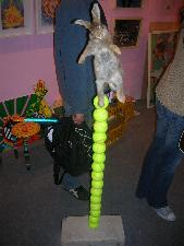 Un correntino que domina el arte de embalsamar animales