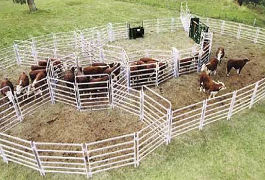 Momarandu Corrientes - Diario Digital